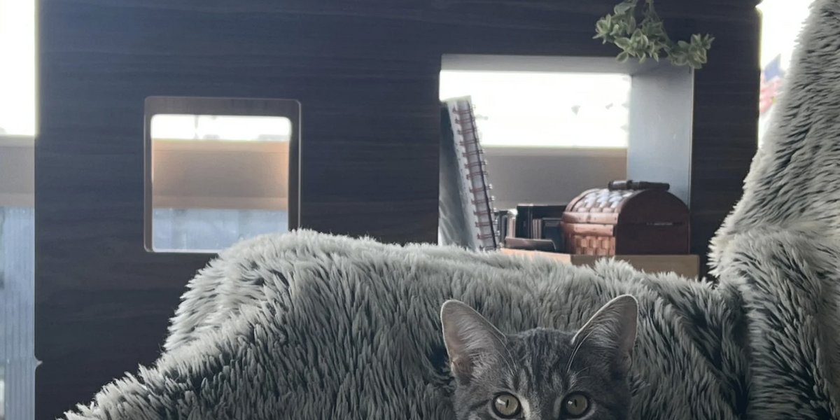The Ultimate Solution for Cat Scratching: The Cat Case | Cat Matter