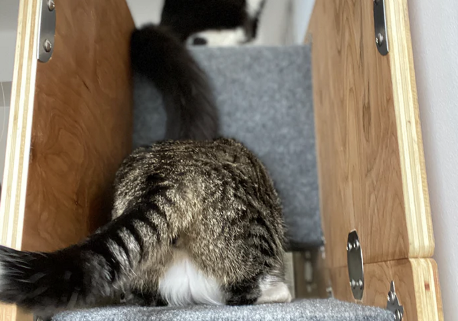 The Perfect Cat Condo: A Comprehensive Guide to Choosing the Right One ...