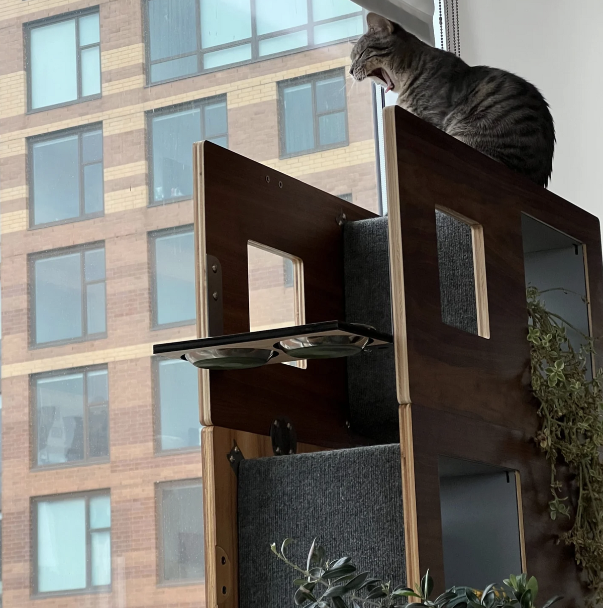 Maximizing Small Spaces: Cat Furniture and The Cat Case | Cat Matter