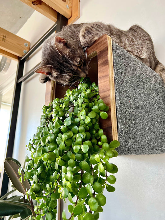 Cat Wall Terrain – Cat Matter